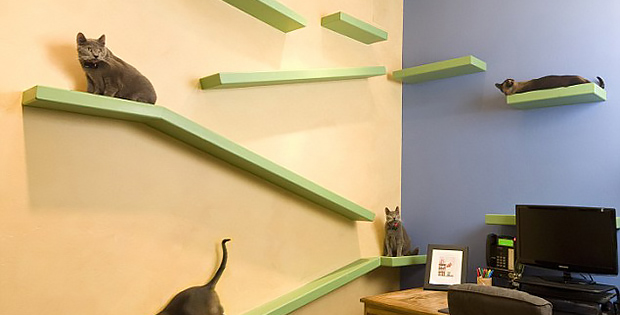 Cute Cat Playground House for the Cat Lovers - Viral Homes